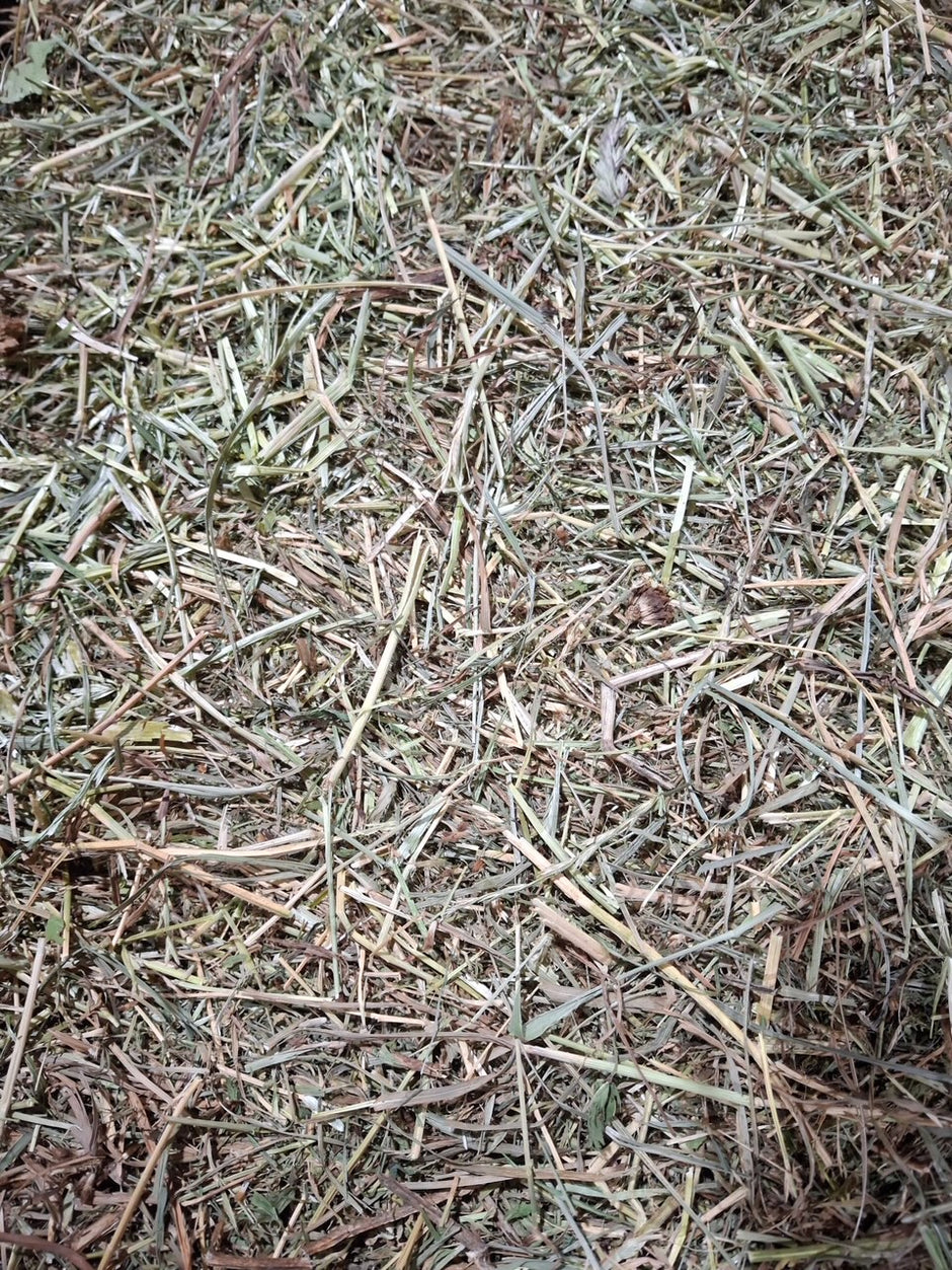 Hay Grown in Canada- Timothy Hay and Orchard grass hay for Rabbits and ...
