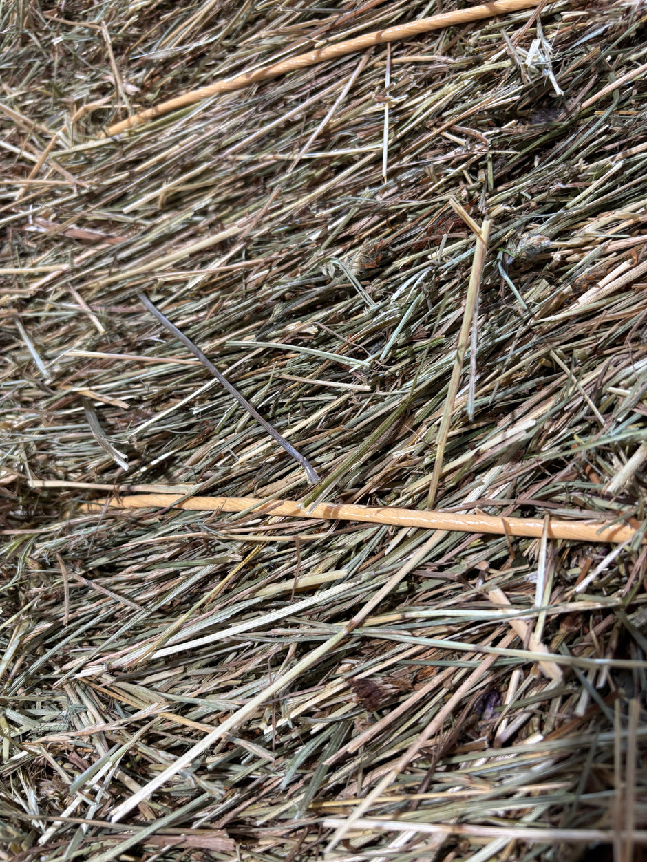Hay Grown in Canada- Timothy Hay and Orchard grass hay for Rabbits and ...