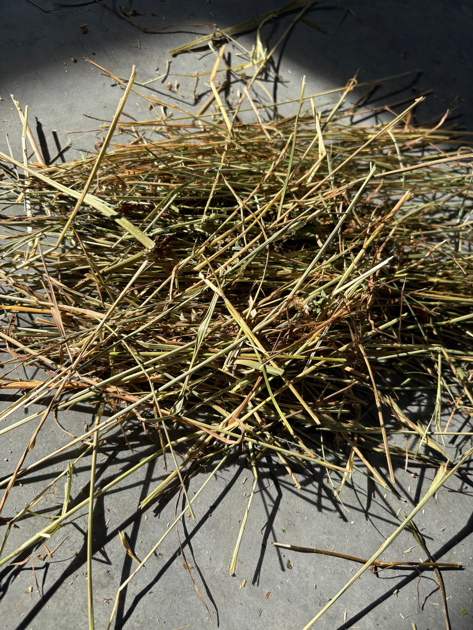 Hay Grown in Canada- Timothy Hay and Orchard grass hay for Rabbits and ...