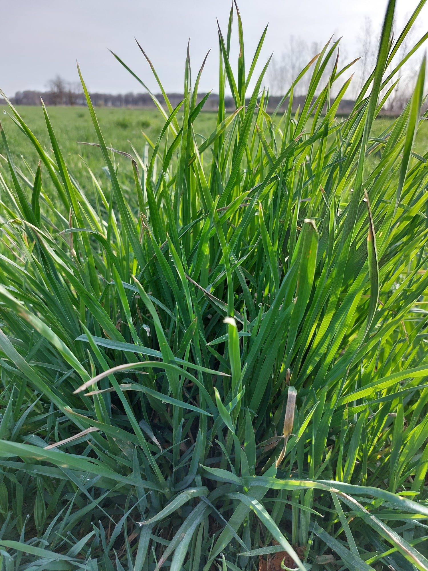 Hay Country specializes in small pet products- Ontario, Canada